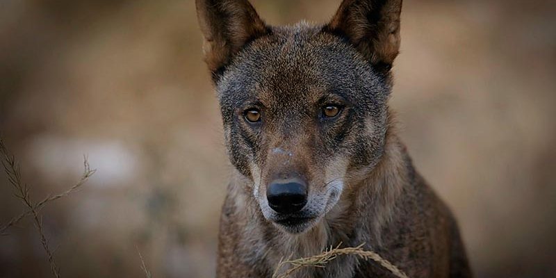 La leyenda de Monte Perdido - Cima Norte, Guía del Pirineo