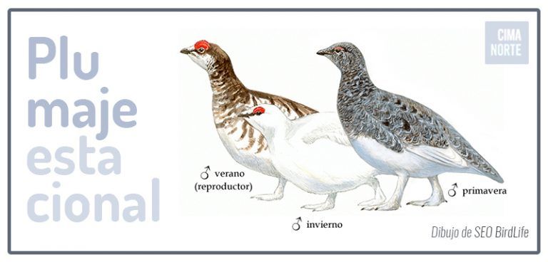 La perdiz nival en el Pirineo - Cima Norte, Guía del Pirineo