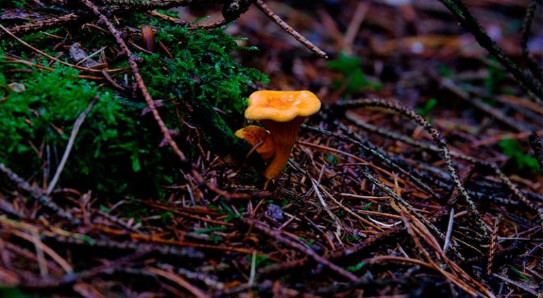 Las setas más populares del Pirineo - Cima Norte, Guía del Pirineo
