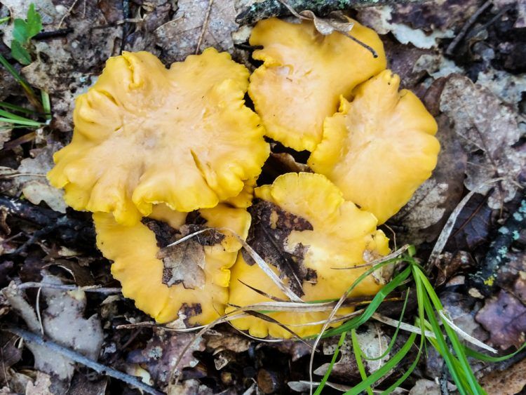 Receta: Rebozuelos salteados - Cima Norte, Guía del Pirineo