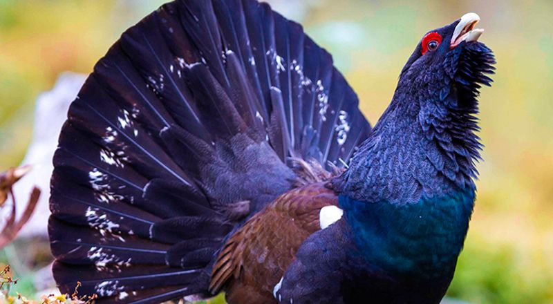 Reportaje: El urogallo en el Pirineo - Cima Norte, Guía del Pirineo
